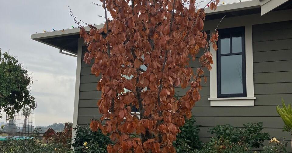 Bill Pramuk, Trees and People: Why are dead leaves stuck on trees ...