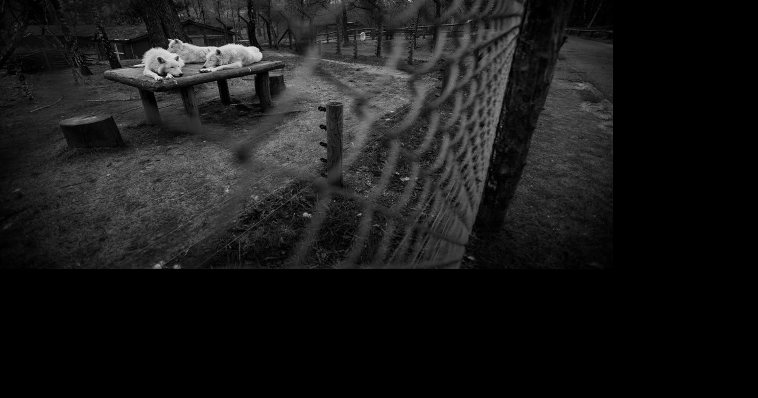 These haunting animal photos aim to make you reconsider a visit to the zoo