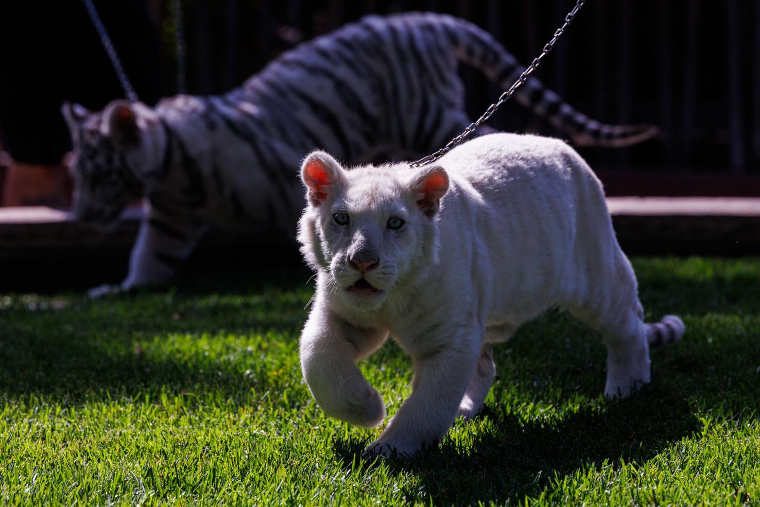 Rare white tiger cubs come to Vallejo's Discovery Kingdom | News ...