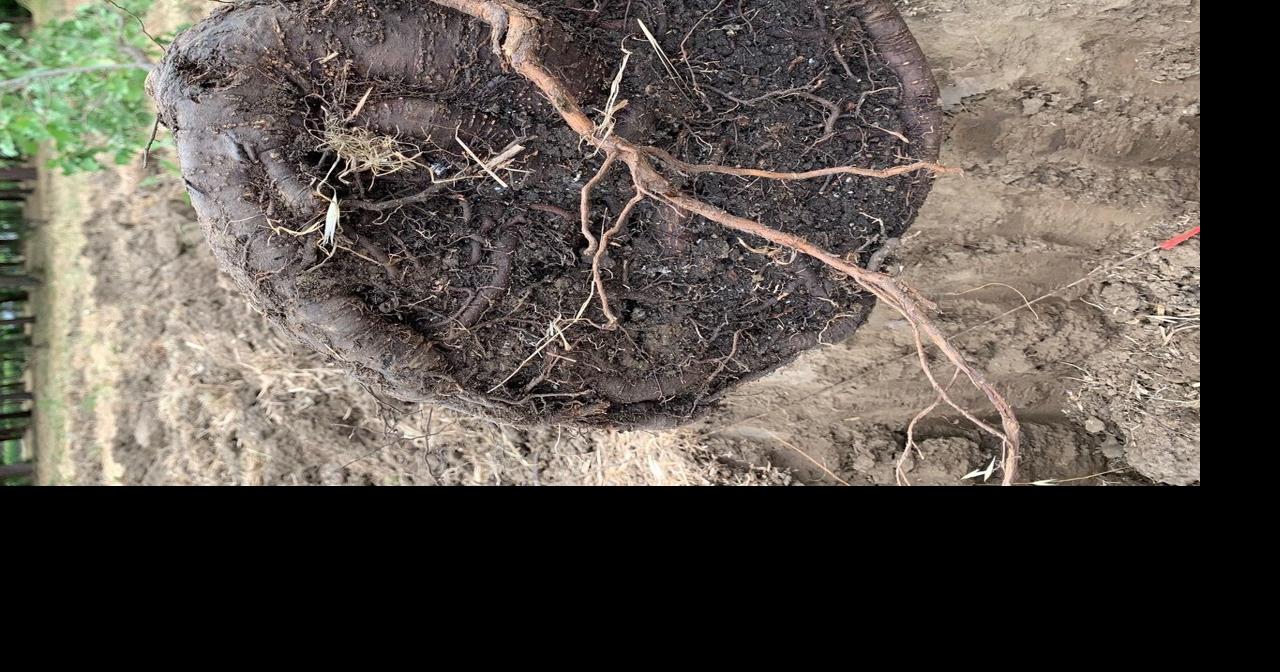 Bill Pramuk, Trees and People: Pot-bound trees a recipe for failure ...