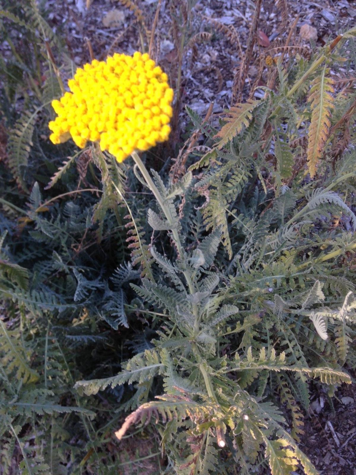 Photos: California Native Plants