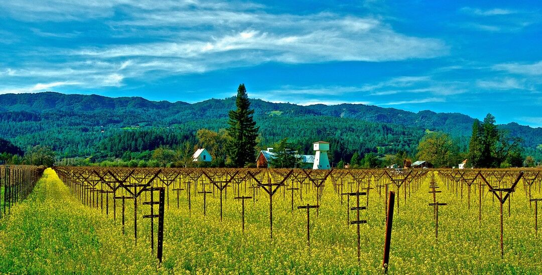 The Mustard Celebration: Photo Finale show opens March 4