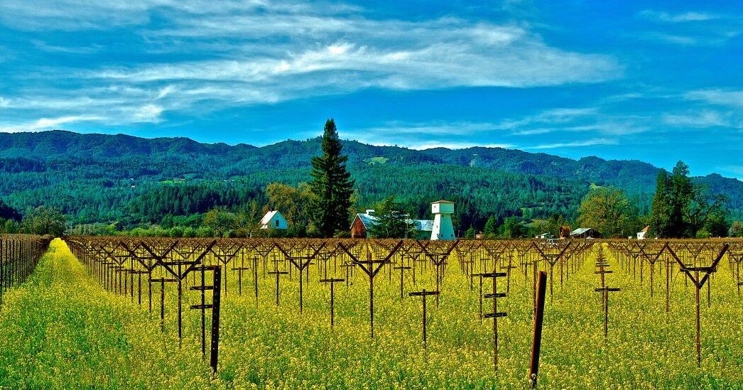 The Mustard Celebration: Photo Finale show opens March 4 | Art ...