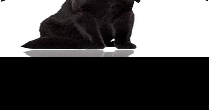 4. Halloween Bat Cat Costume