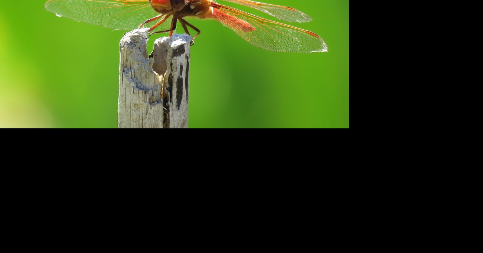 Napa Valley's Living Landscapes: Dazzling dragonflies, the eagles of ...