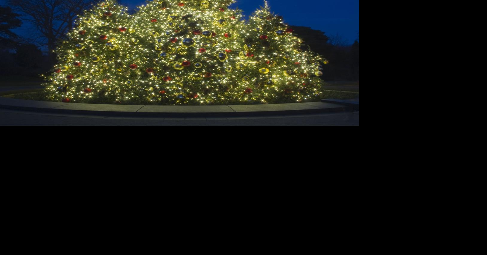 Yountville holiday tree lighting Nov. 19 | News | napavalleyregister.com