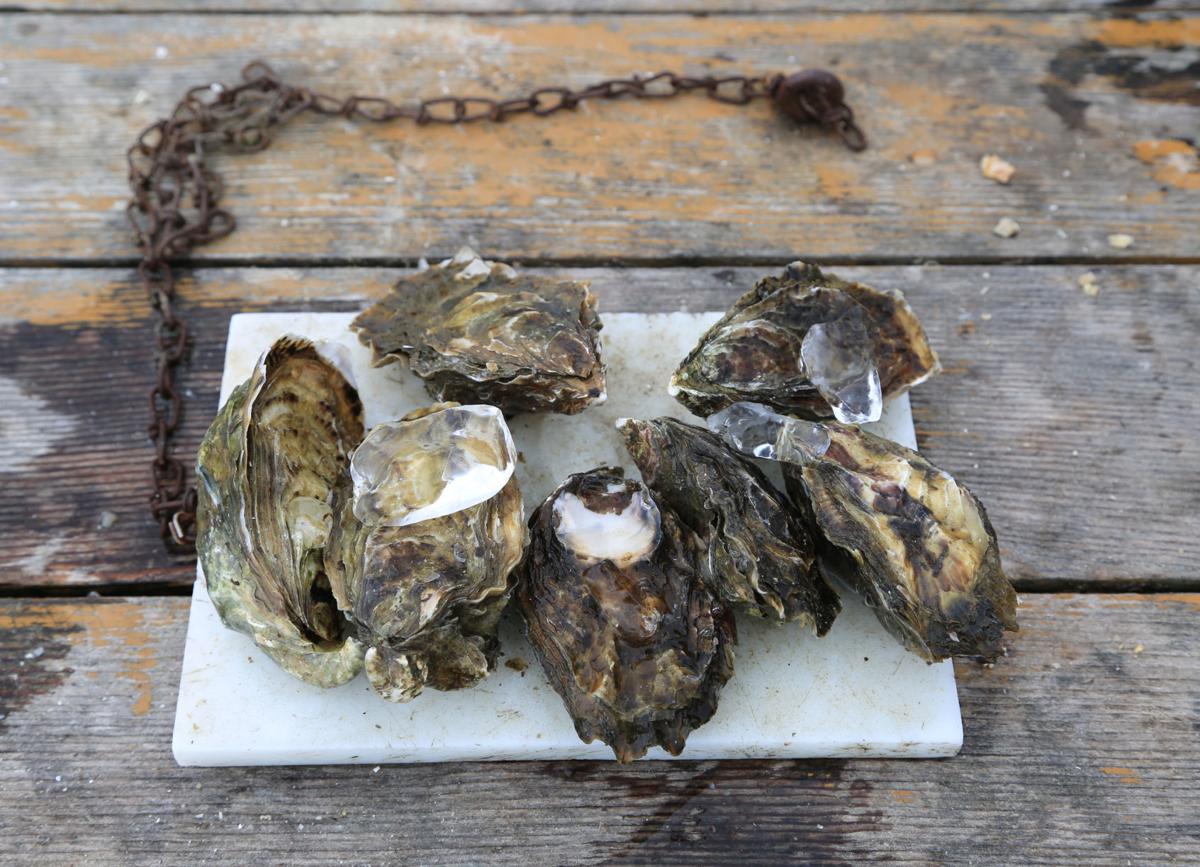 Lethal shellfish toxin warnings issued for 3 county coasts