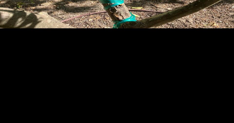 Bill Pramuk, Trees and People in Napa Valley: What to do with a ...