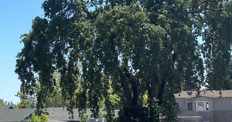 Bill Pramuk, Trees and People, Tree Talk Part 2: Finding the right tree ...