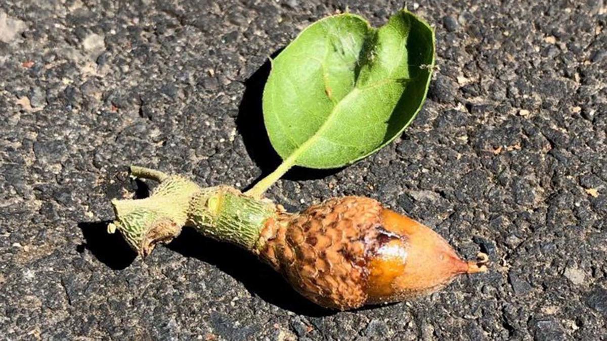 Bill Pramuk, Trees and People: The drippy nut disease | Bill Pramuk ...