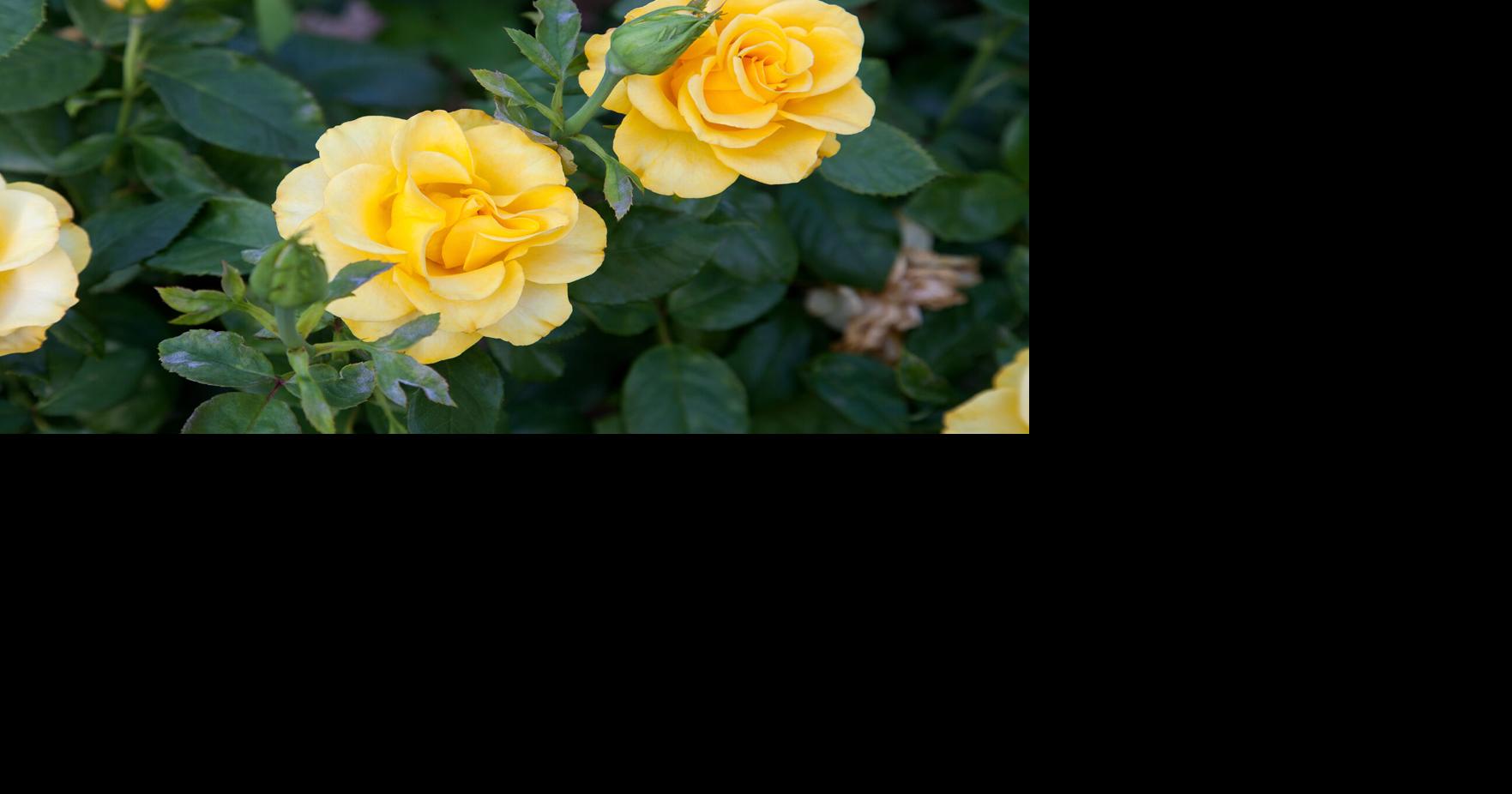 yellow rose county