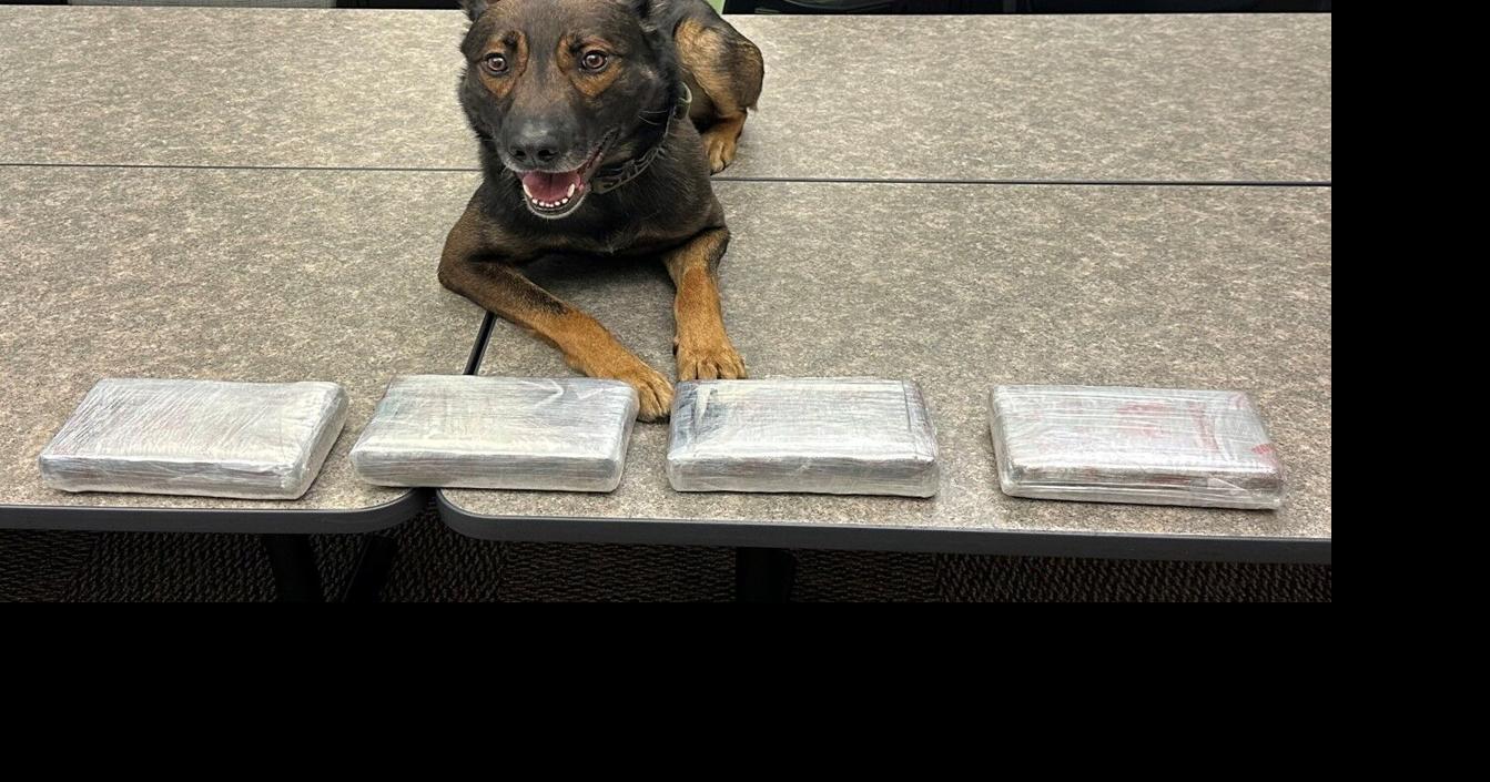 Napa police dog detects cocaine at Calistoga traffic stop | News ...