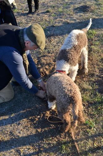 Trained truffle dogs sniff out the goods