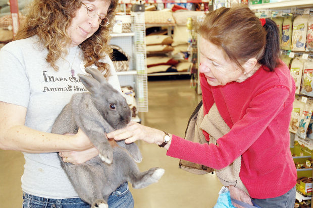 Rabbits display charm at adoption fair