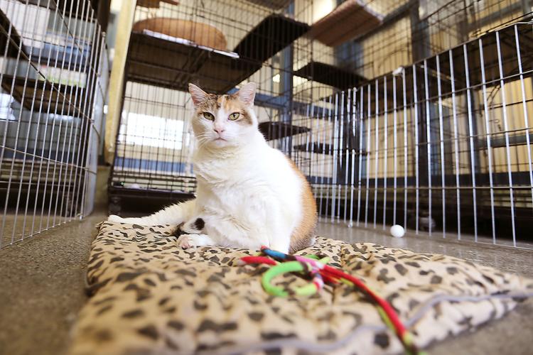 Proposed initiative would reduce deaths at Animal Shelter | News ...
