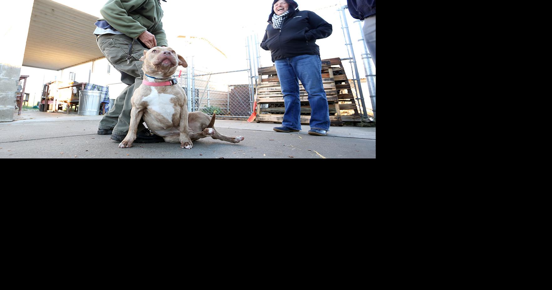 Nick Vernon: Leader of the pack at Napa's Animal Shelter | News ...