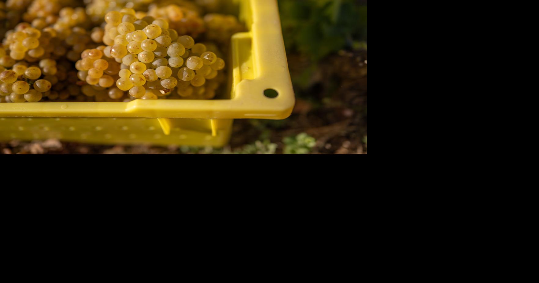 Napa Valley harvest report: No drama as harvest continues | News ...