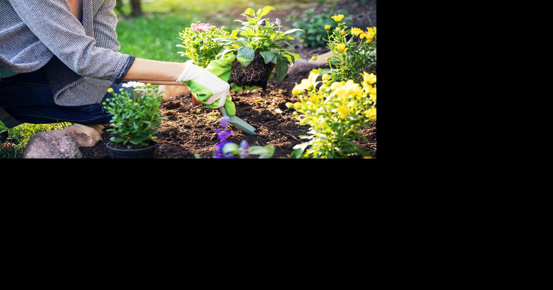 Napa County Master Gardeners: No regrets in the garden | Home ...