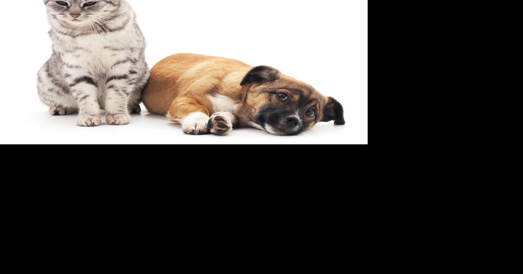 Napa fund taking grant applications for small animal welfare | News ...