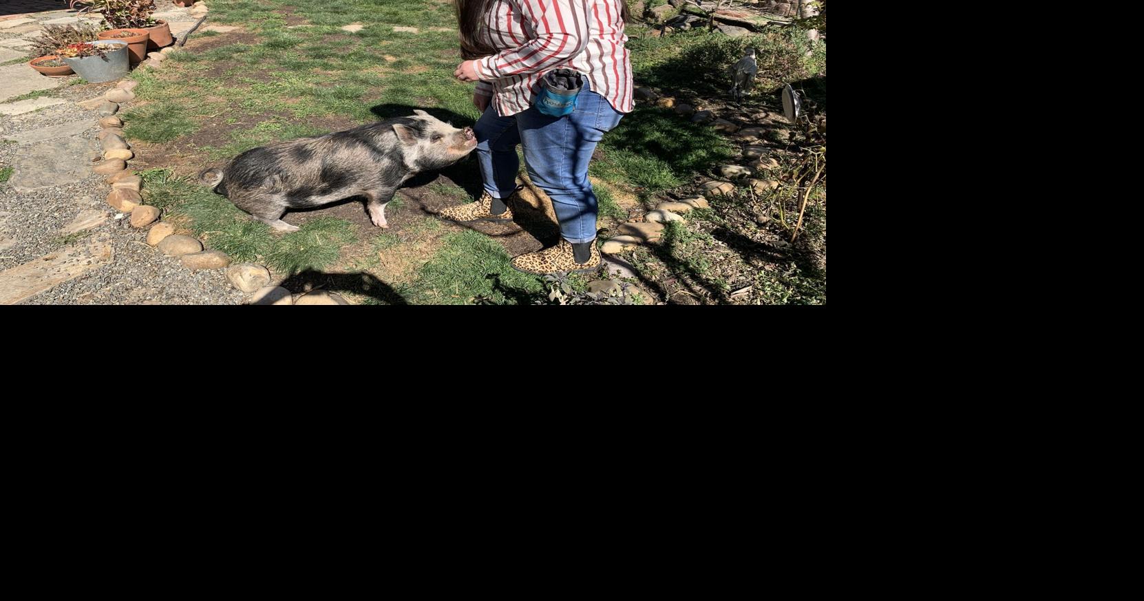 Meet Obi, Napa’s therapy pig