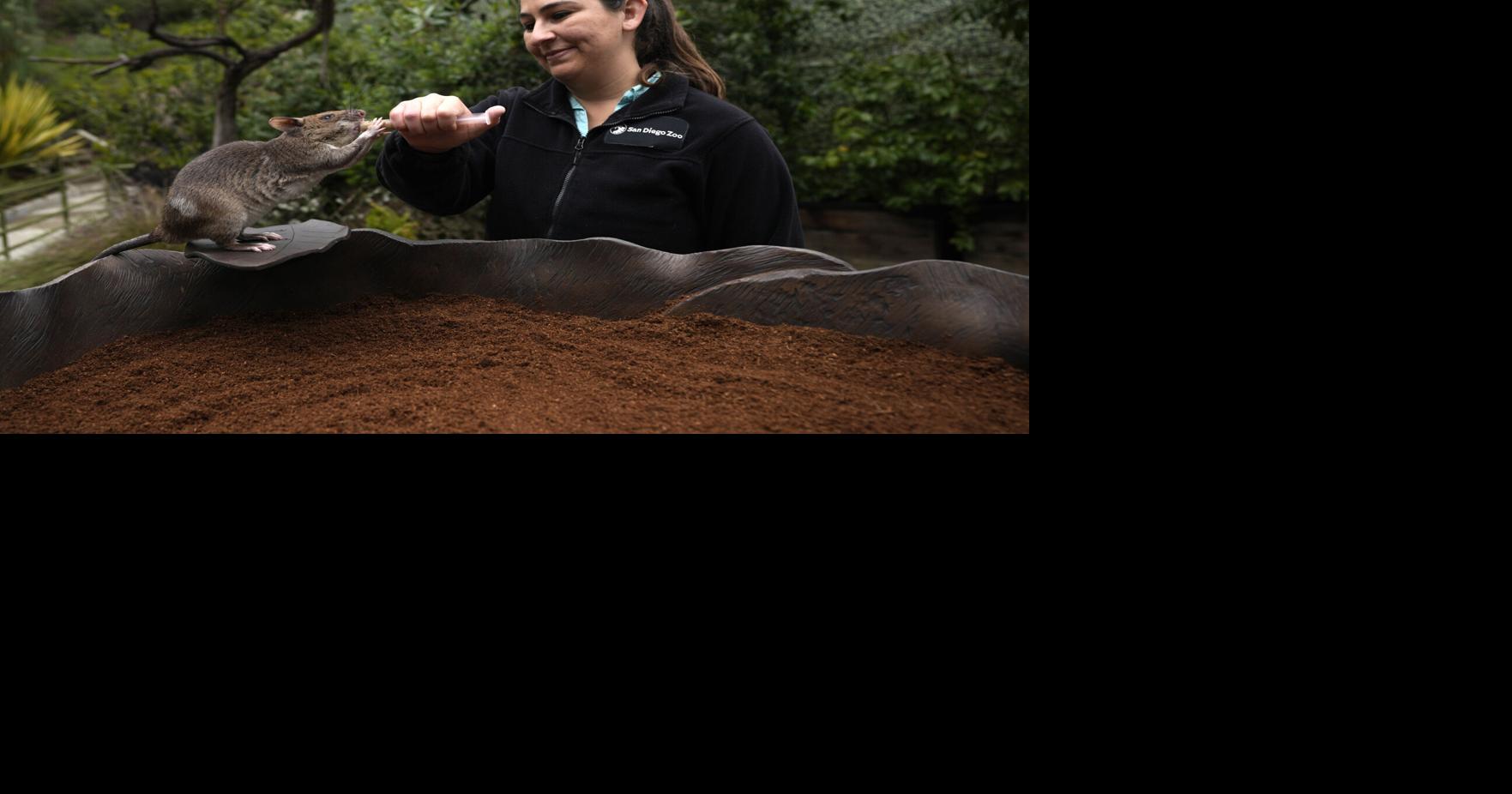 Rat ambassadors show off abilities to help humans and wildlife ...