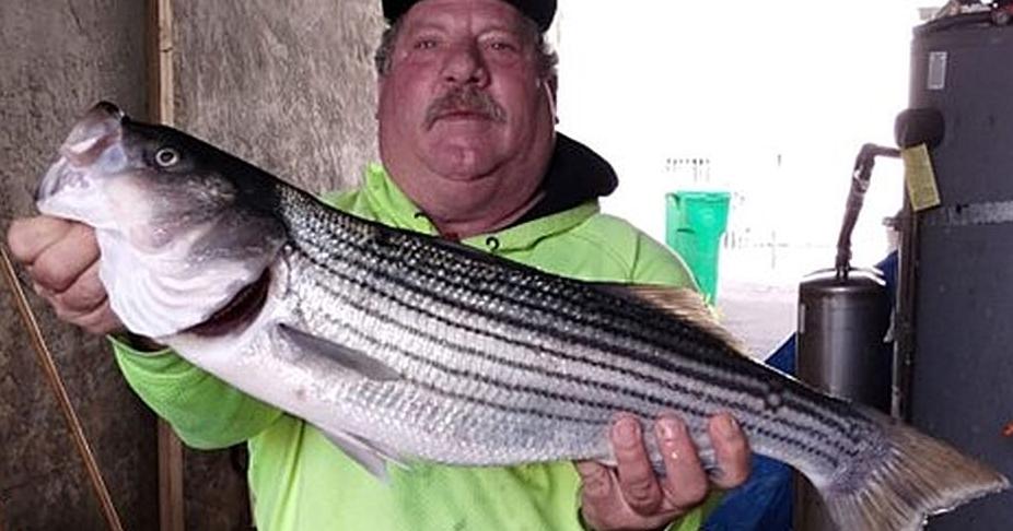 Striped bass and flounder being caught in Napa River tide | Sports ...