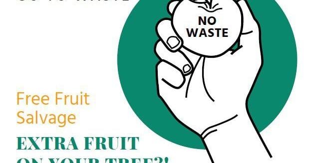 St. Helena fruit gleaning project aims to reduce food waste ...