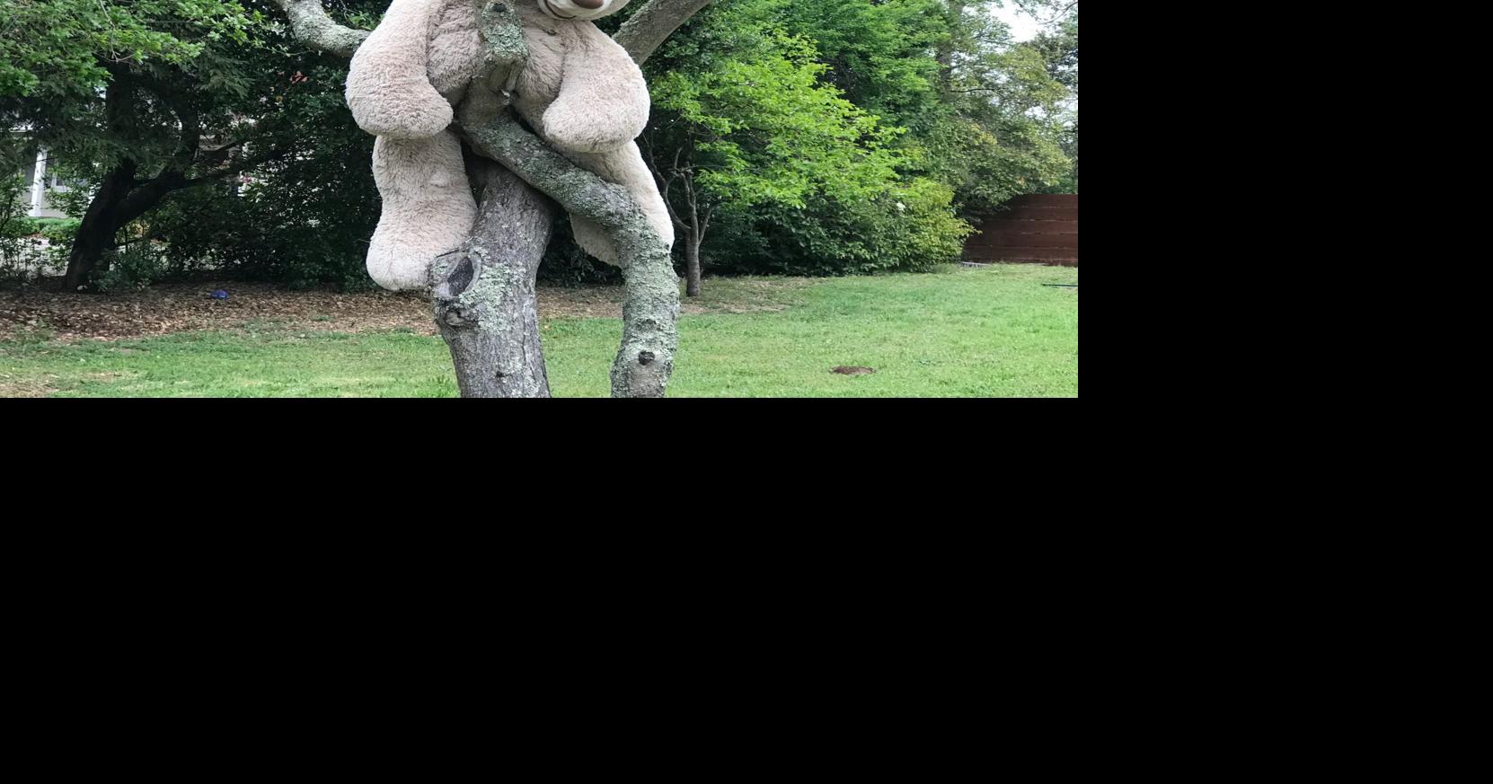 Rescued from obscurity, a Napa bear gets new life during coronavirus