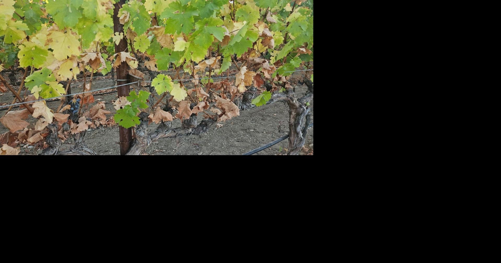 Harvest winding down in Napa Valley | News | napavalleyregister.com