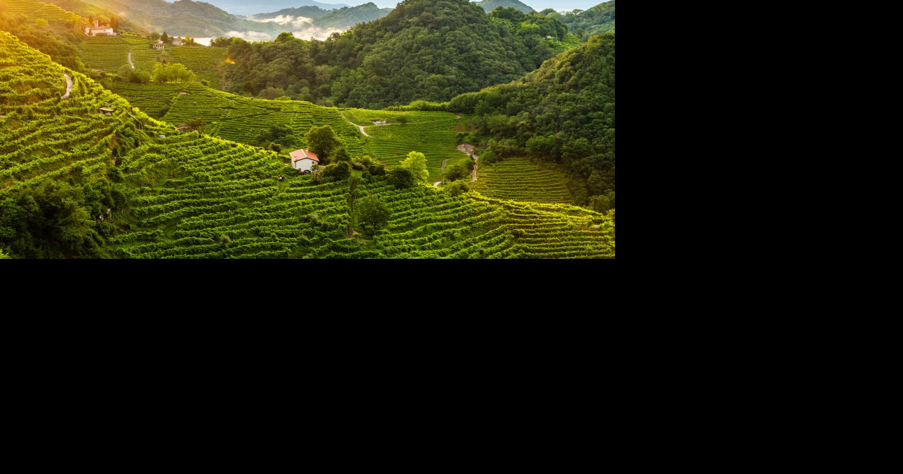 Allison Levine, Please the Palate: An Italian wine region takes a ...