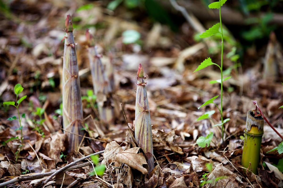 Bamboo invaded my yard; so I decided to eat it. | Food ...