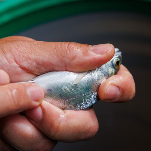 Napa River fish monitored using rotary screw trap | News ...