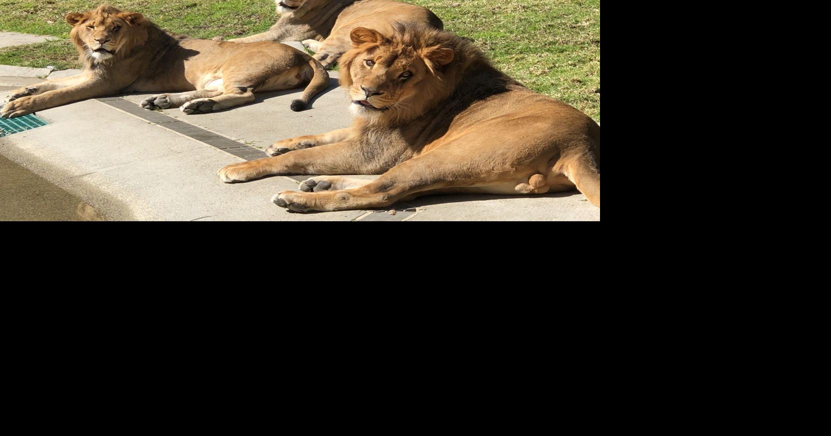 Six Flags near Napa reopens: rides, animals and employees ready for ...