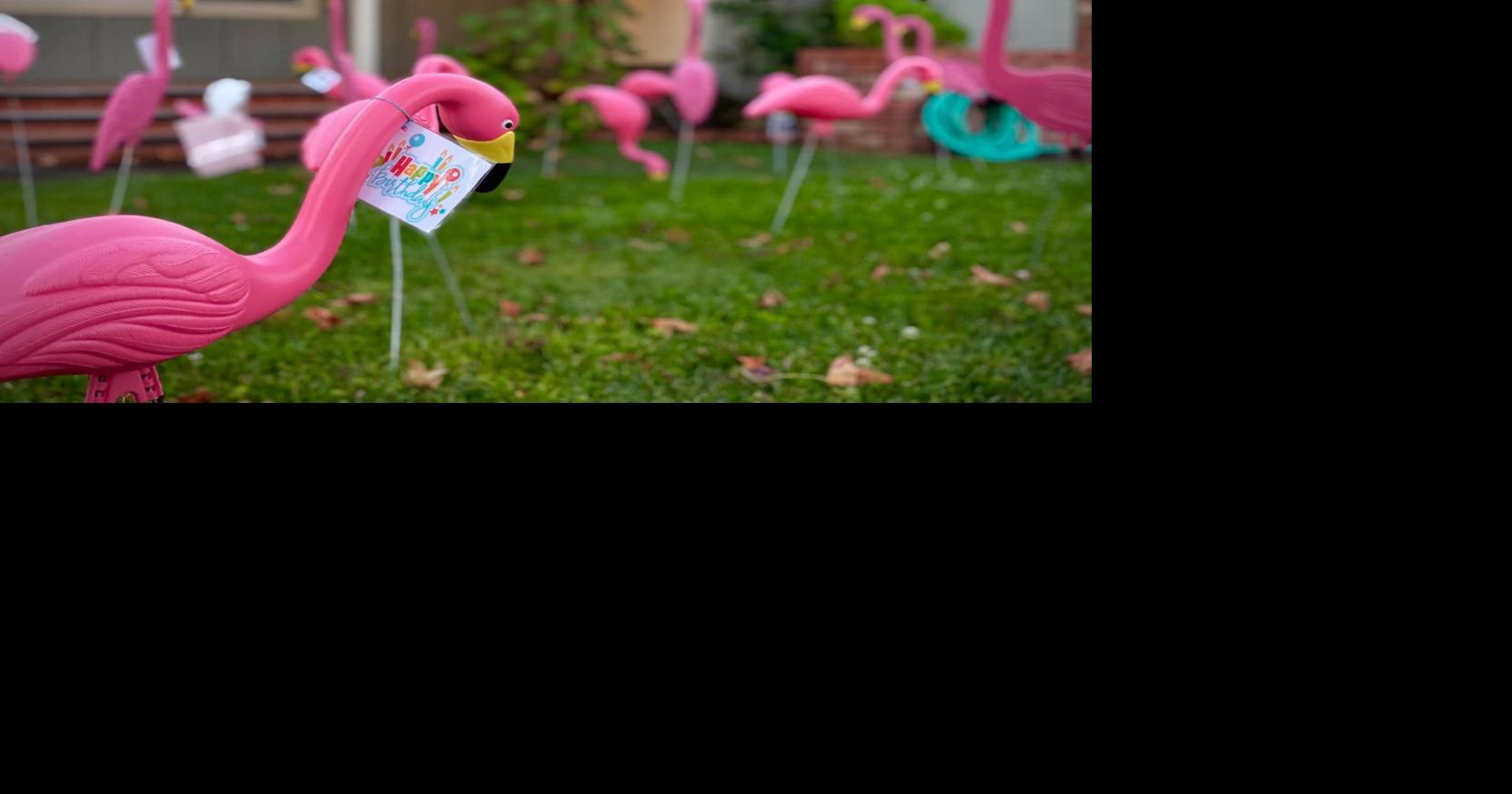 Photos: Have you been flocked? A new business called The Fancy Flamingo ...