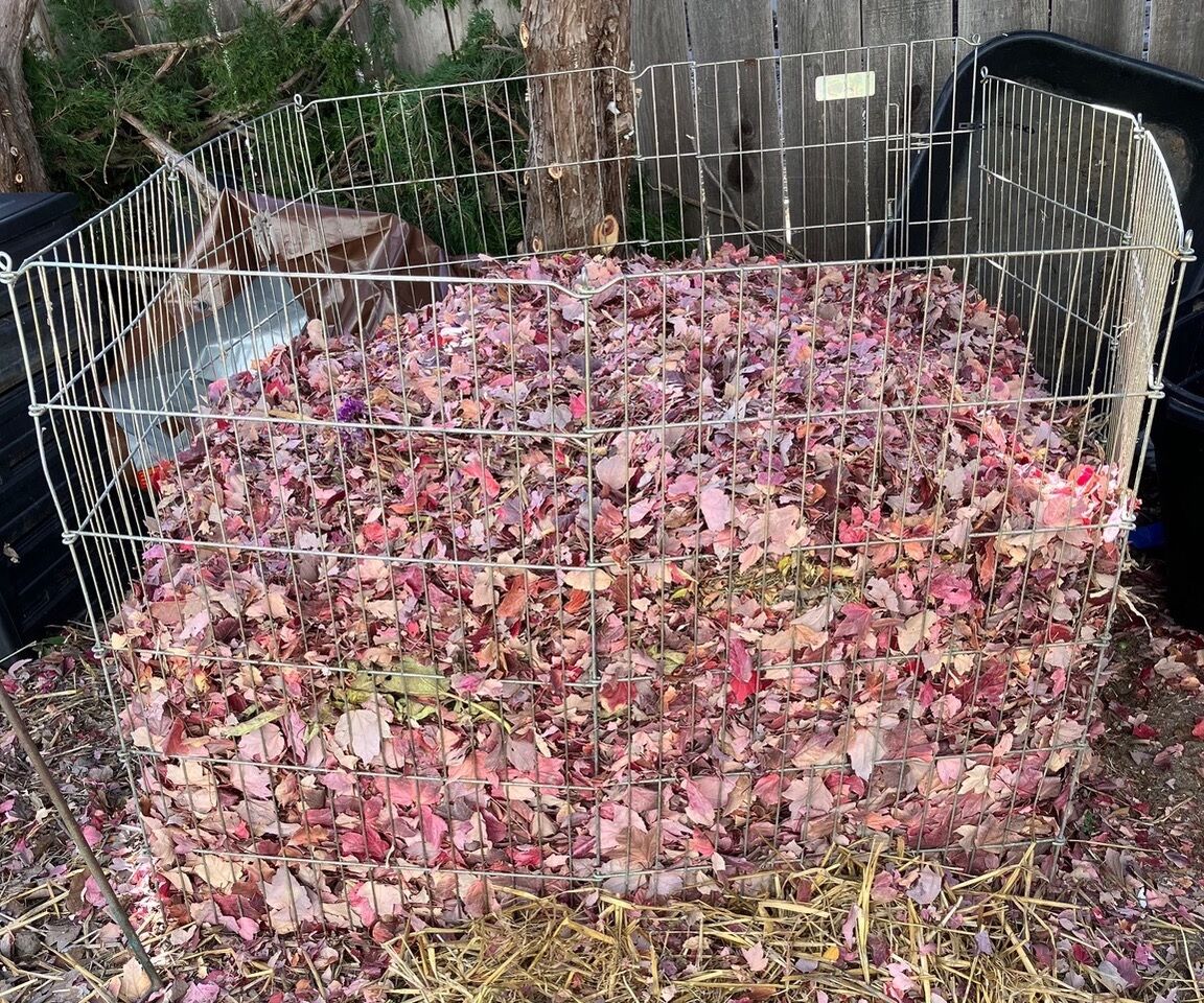 Bill Pramuk, Trees and People: Fallen leaves can make free compost ...