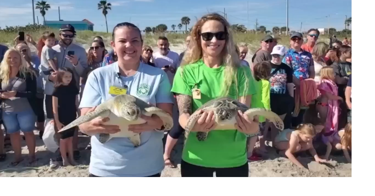 Sea turtles returned home after being rescued in Florida, and more of ...
