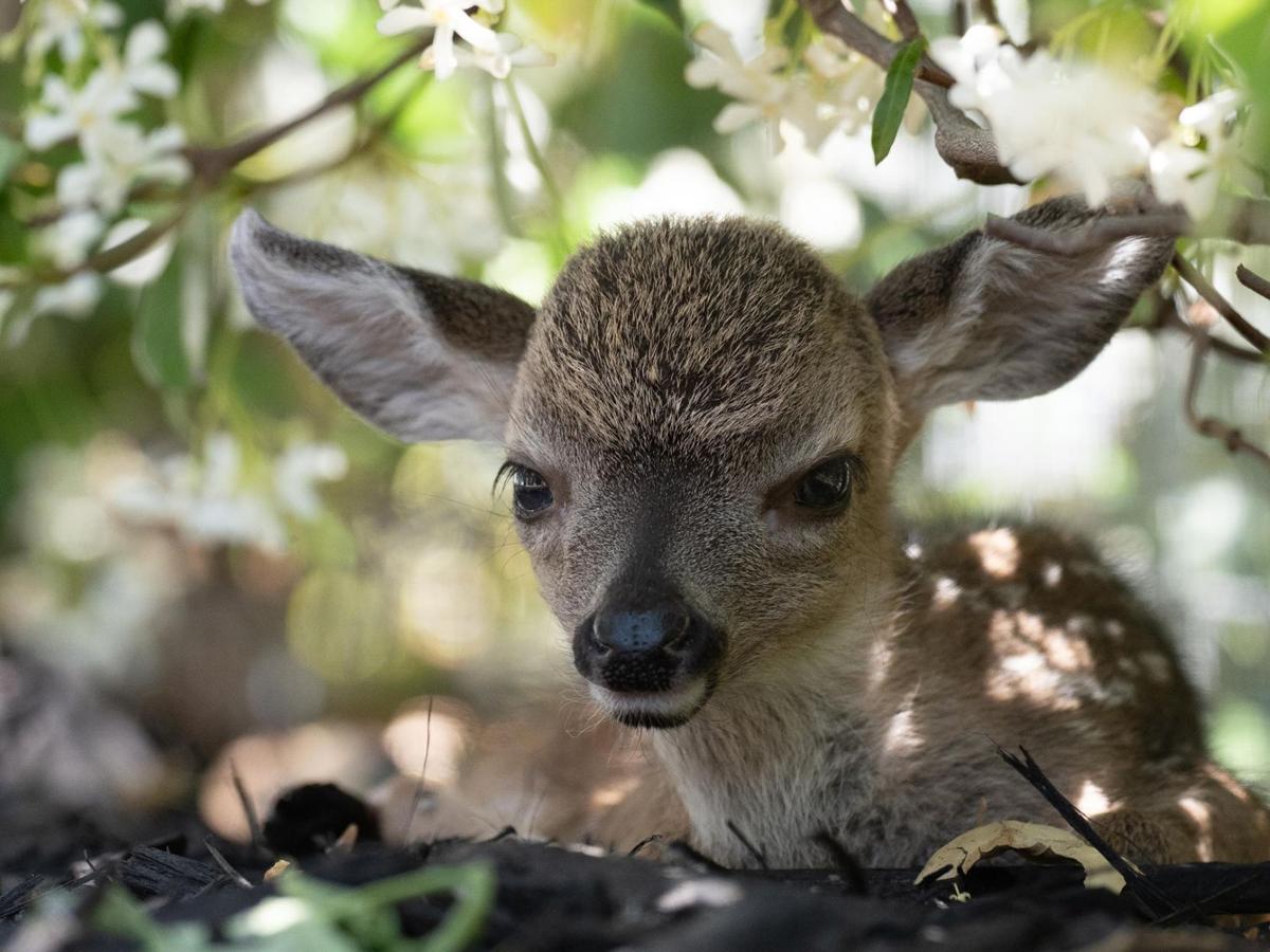 The wildlife of Napa Valley: Birds, bears, bobcats and more | Travel ...