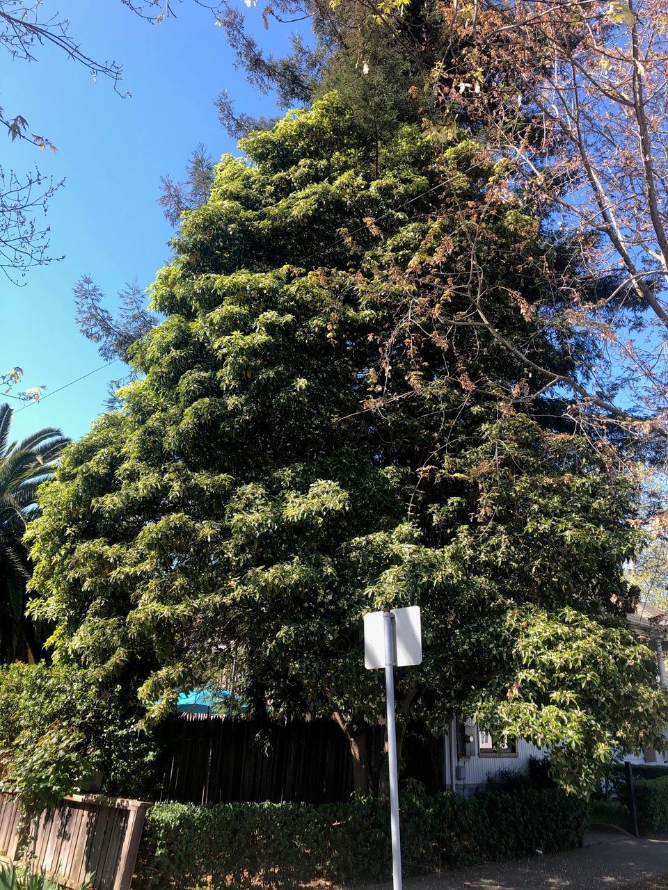 Bill Pramuk: Trees and People: A Surprising Specimen Tree | Bill Pramuk ...