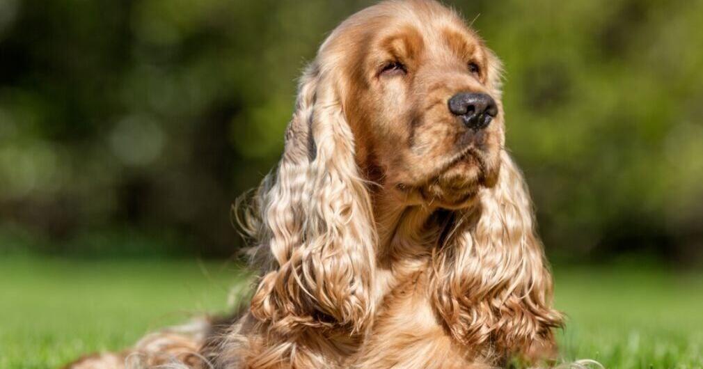 Napa County works with DocuPet to streamline dog licensing | News ...