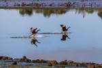 Earth Day Napa 2026 festival on April 18 at Oxbow Commons | News ...
