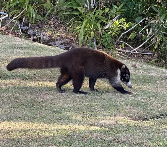 La pura vida: Upvalley group tours Costa Rica | Lifestyles ...