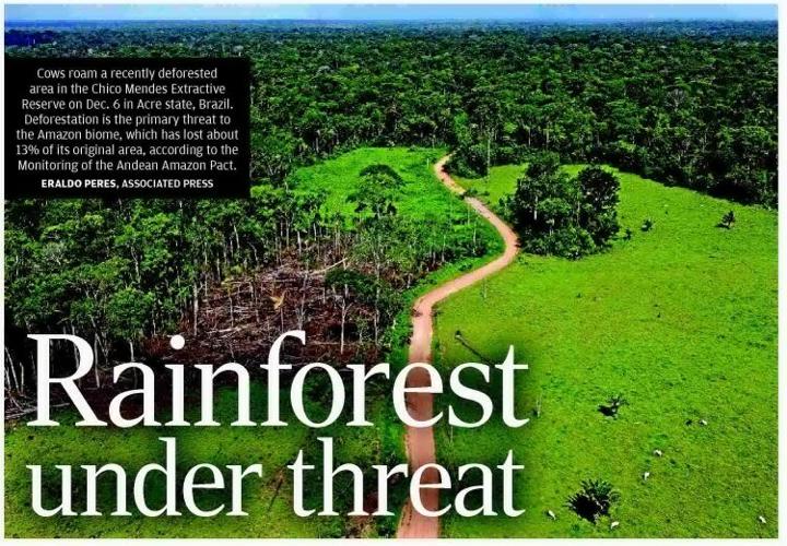 Rainforest under threat