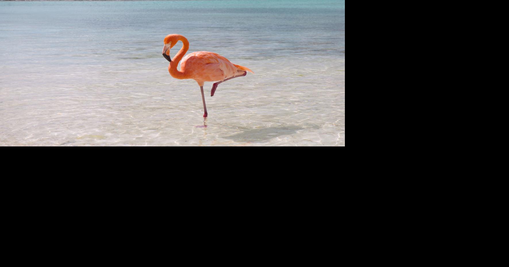 How flamingos can sleep while standing on one leg