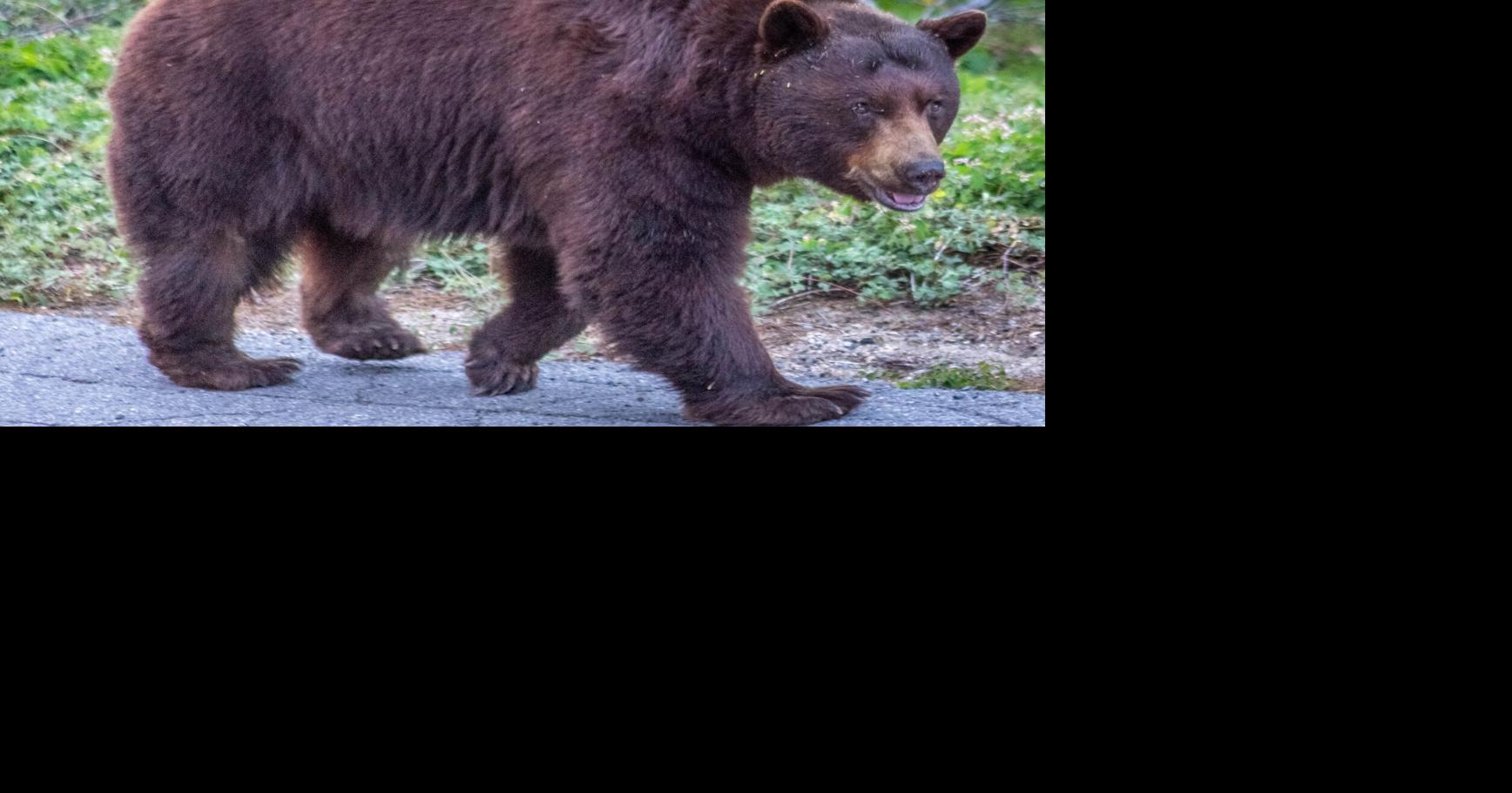 Napa Valley's Living Landscapes: Black bears abound in Napa County ...