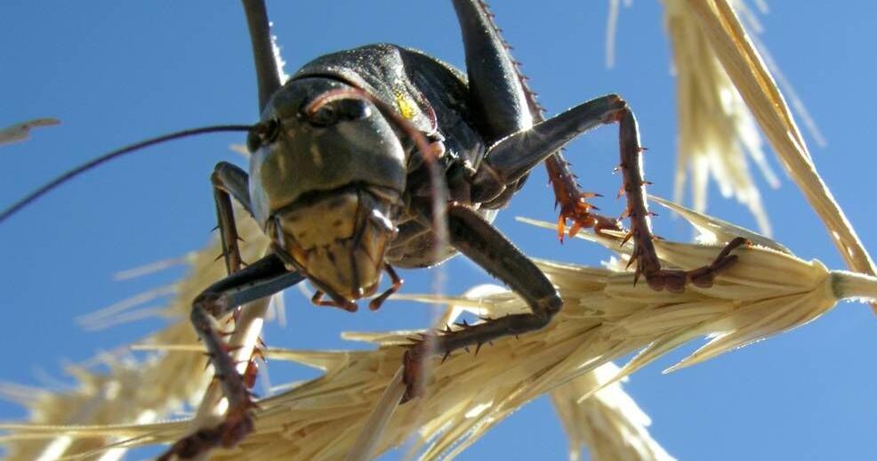 Cricket plague: Mormon crickets swarm Nevada, create havoc | News ...