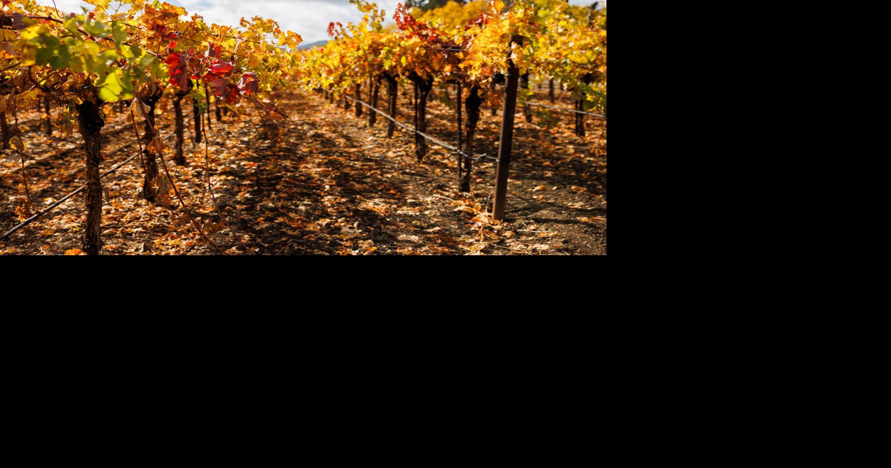 PHOTOS: Autumn arrives in Napa Valley