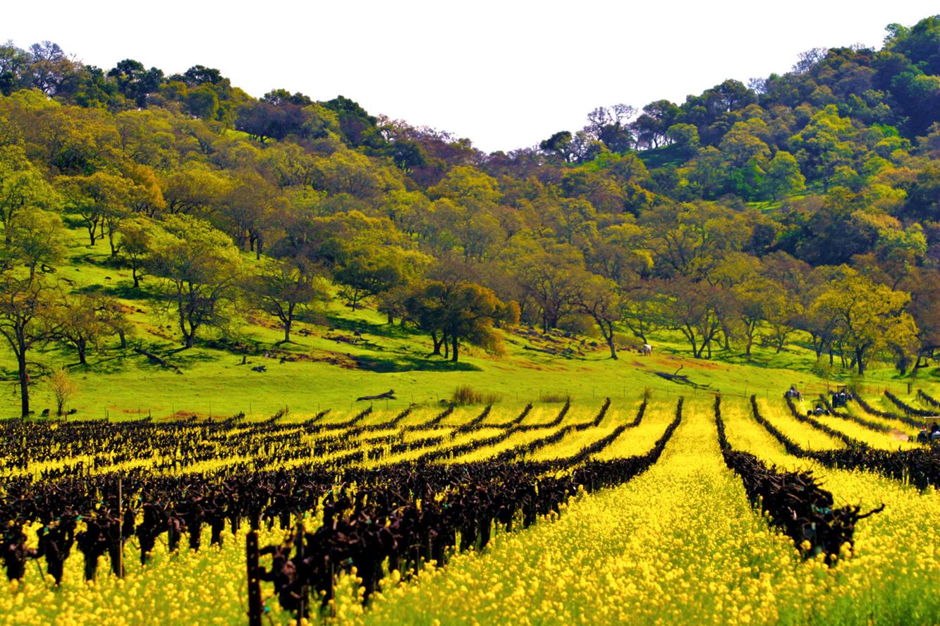 Photos: Scenic Napa Valley, Part 4 | News | napavalleyregister.com