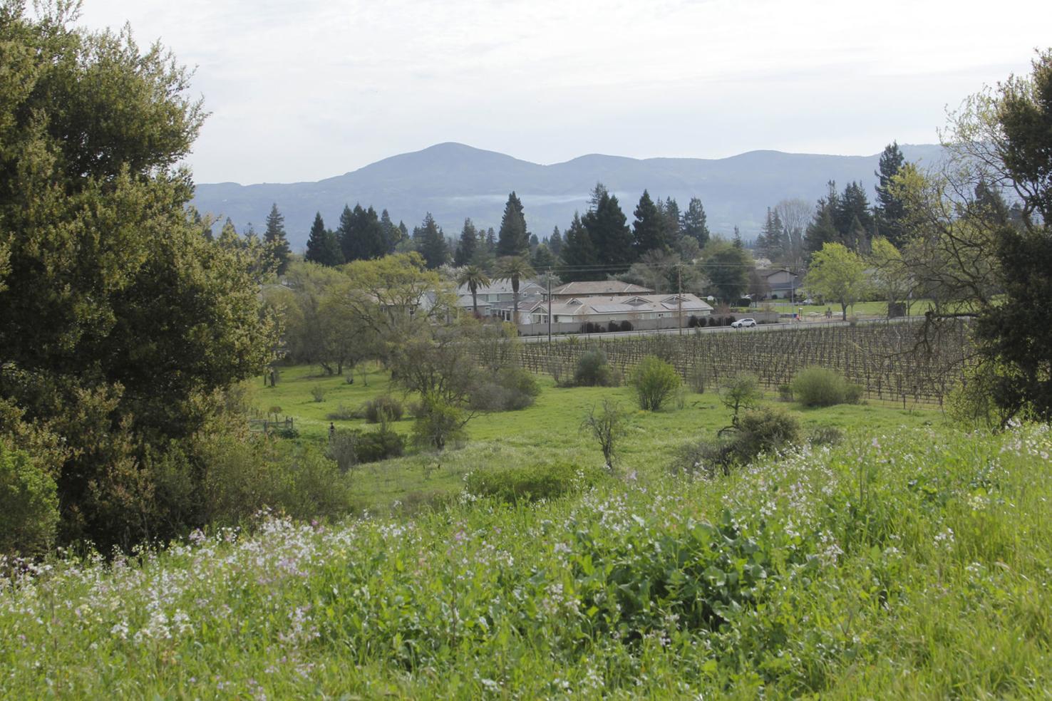 Photos: A day at Napa's Alston Park | News | napavalleyregister.com