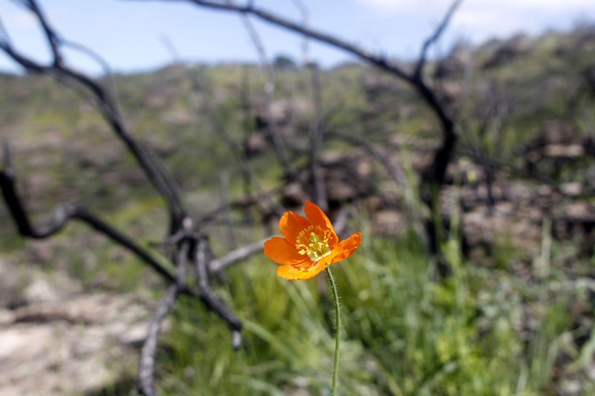 Explosion of wildflowers on Mount George following last October's Napa ...