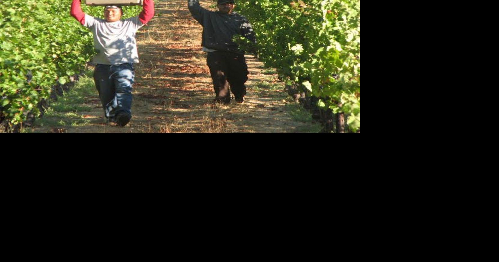 During PNV, Dinkels pour 2018 Cab from Atlas Peak at St. Helena's Alpha ...